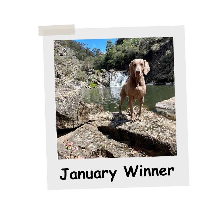 Pin Up Pet 2025 - 7AD